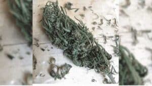 Types of Weed: Dank, Top-Shelf, Mid-grade, Bad Reggie Weed Overview ...