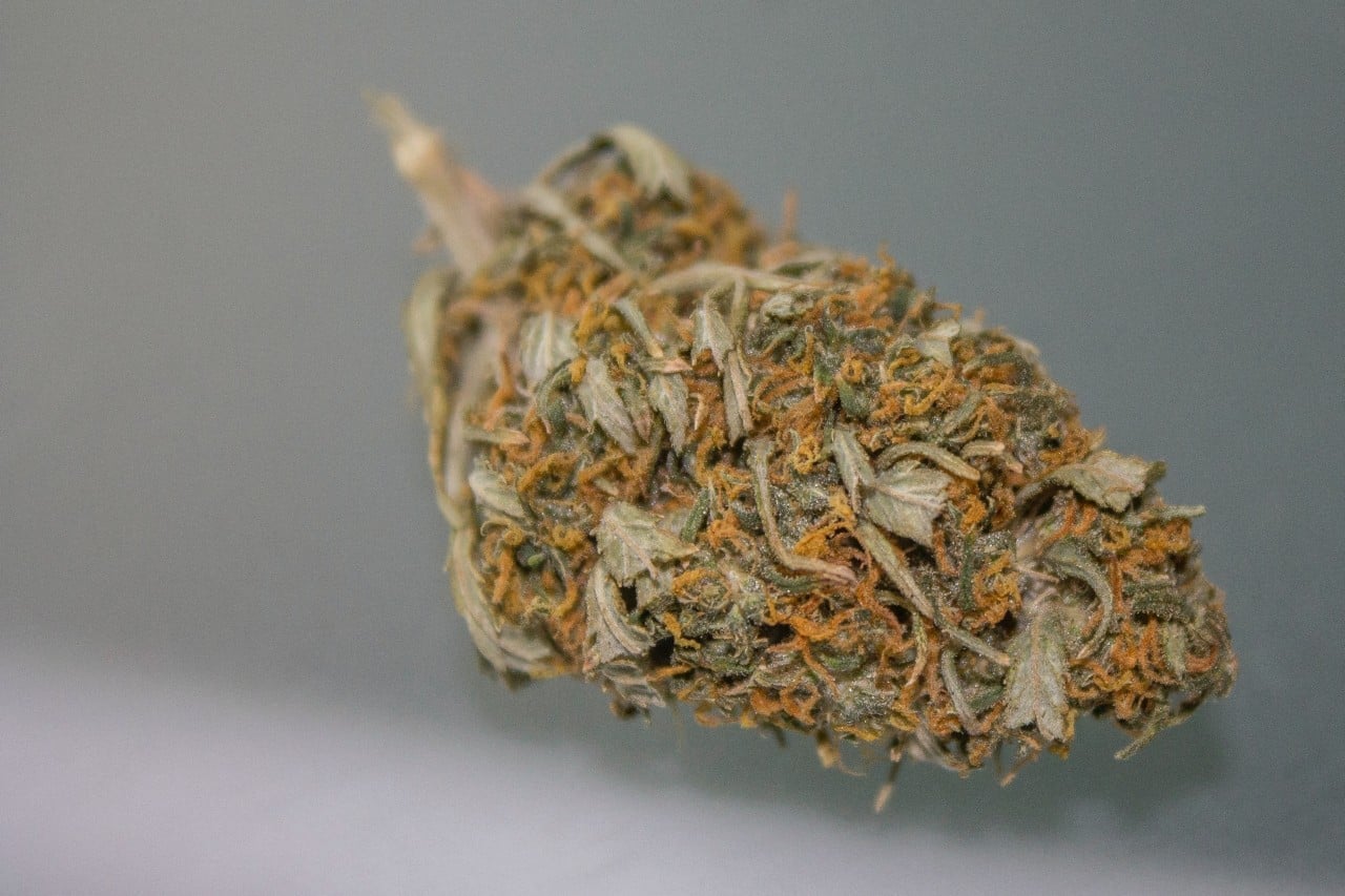 Moldy Weed | Risks, Identification, and Smoking Safety